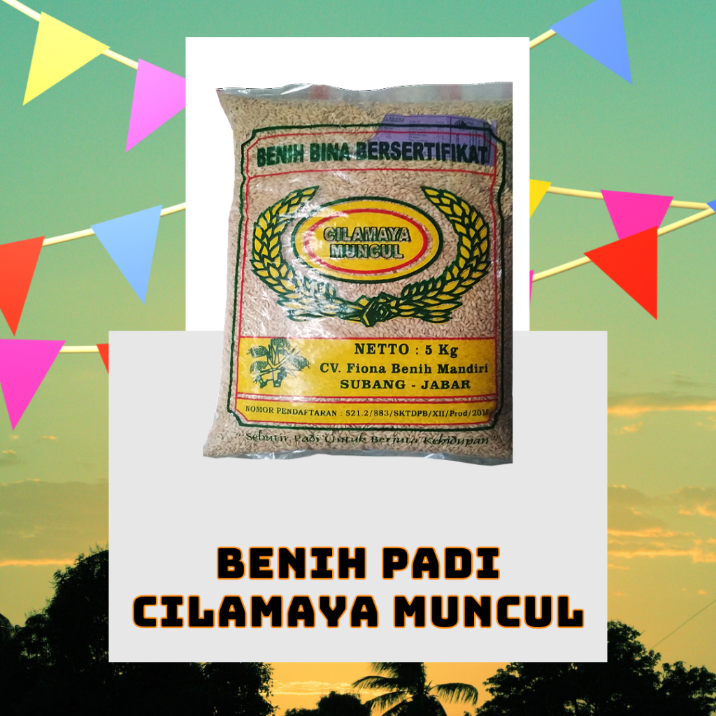 Jual Benih Padi Cilamaya Muncul Kemasan 5 kg | Shopee Indonesia