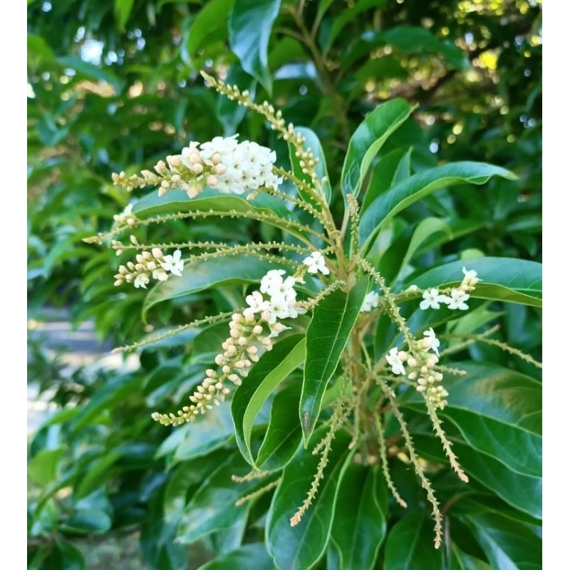 Jual BUNGA MAYANG SARI / BUNGA HARUM SUNDAL MALAM / CITHAREXYLUM ...