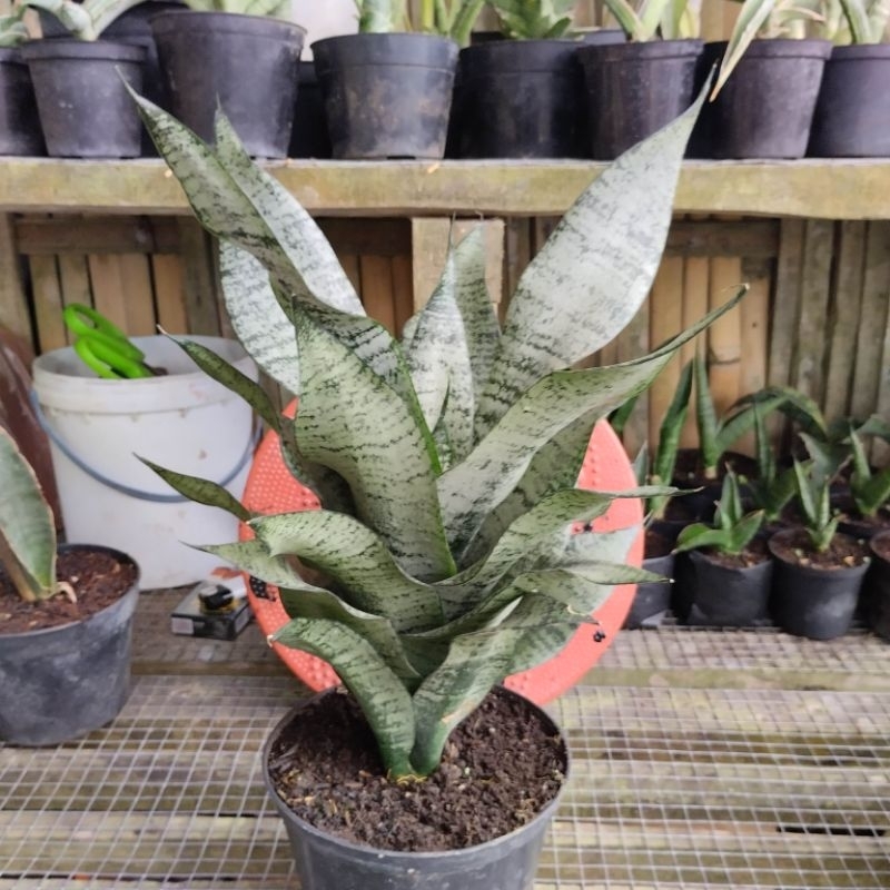 Jual sansivera hybrid marga | Shopee Indonesia
