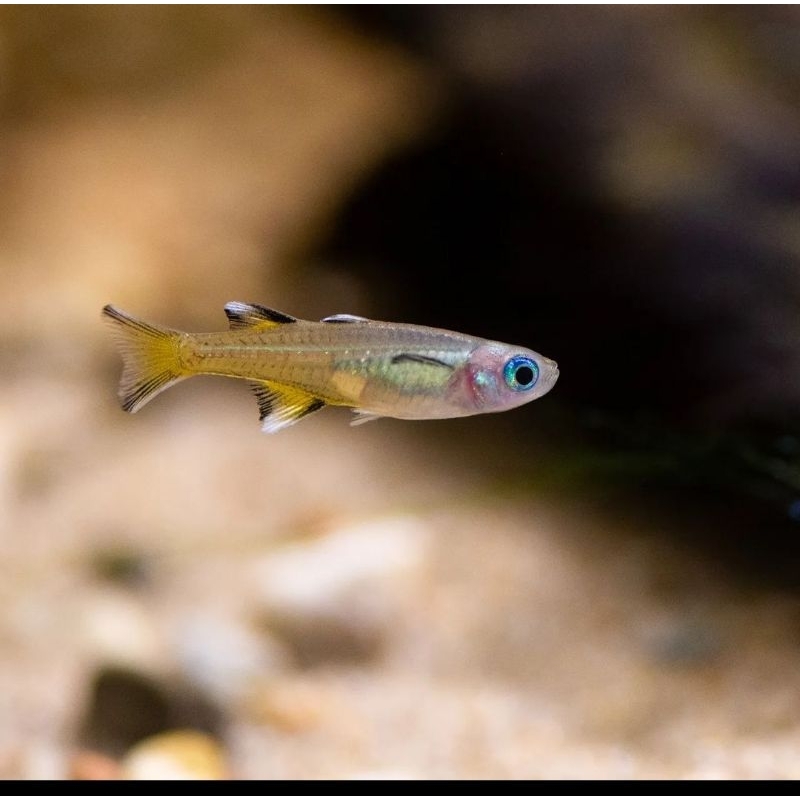 Jual ikan hias aquascape / pseudomugil signifer / blue eyes pacific ...