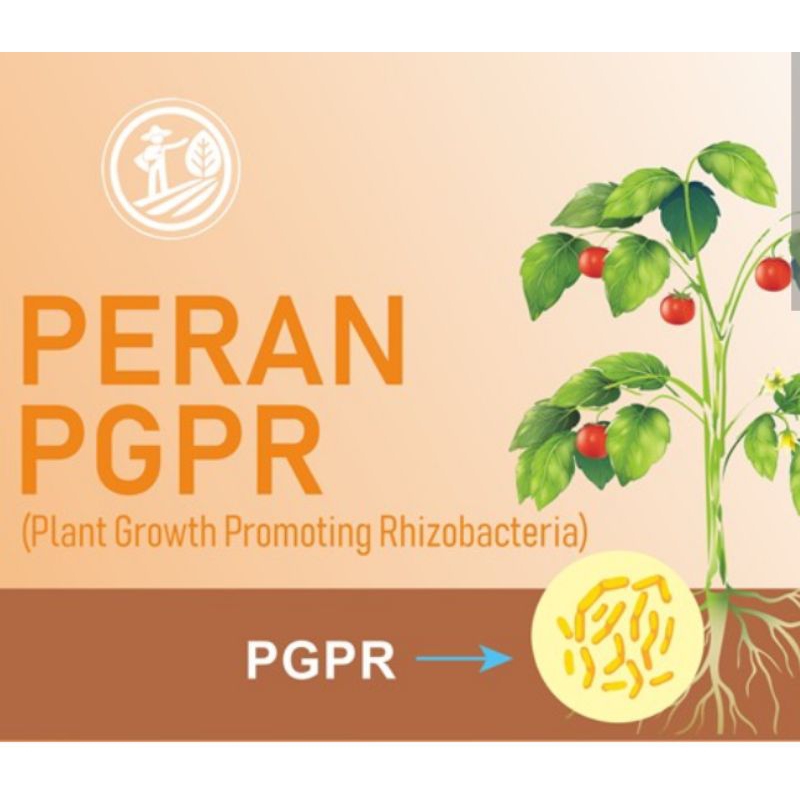 Jual PGPR 2 Liter (Bakteri yg hidup di perakaran Tanaman) Penyubur ...