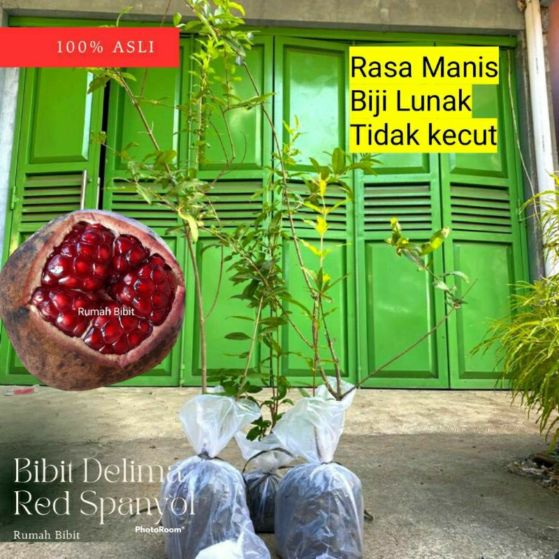 Jual Bibit Delima Red Spanyol Manis Biji Lunak tanpa Kecut (Dewasa ...
