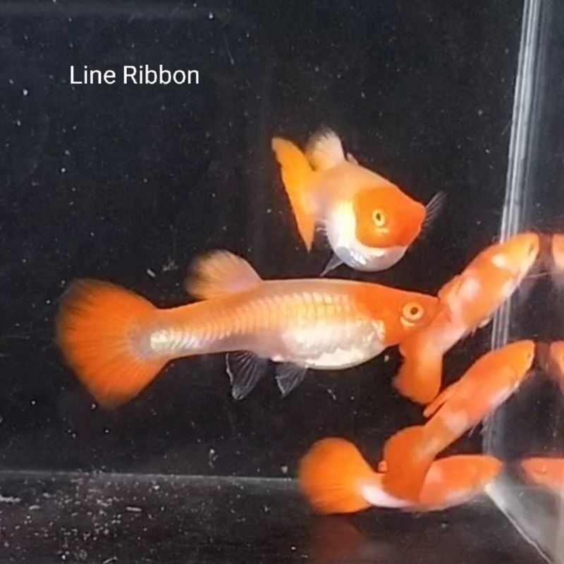Jual Guppy Albino Koi Line Ribbon (gen ribbon, kepala merah tapi gak ...