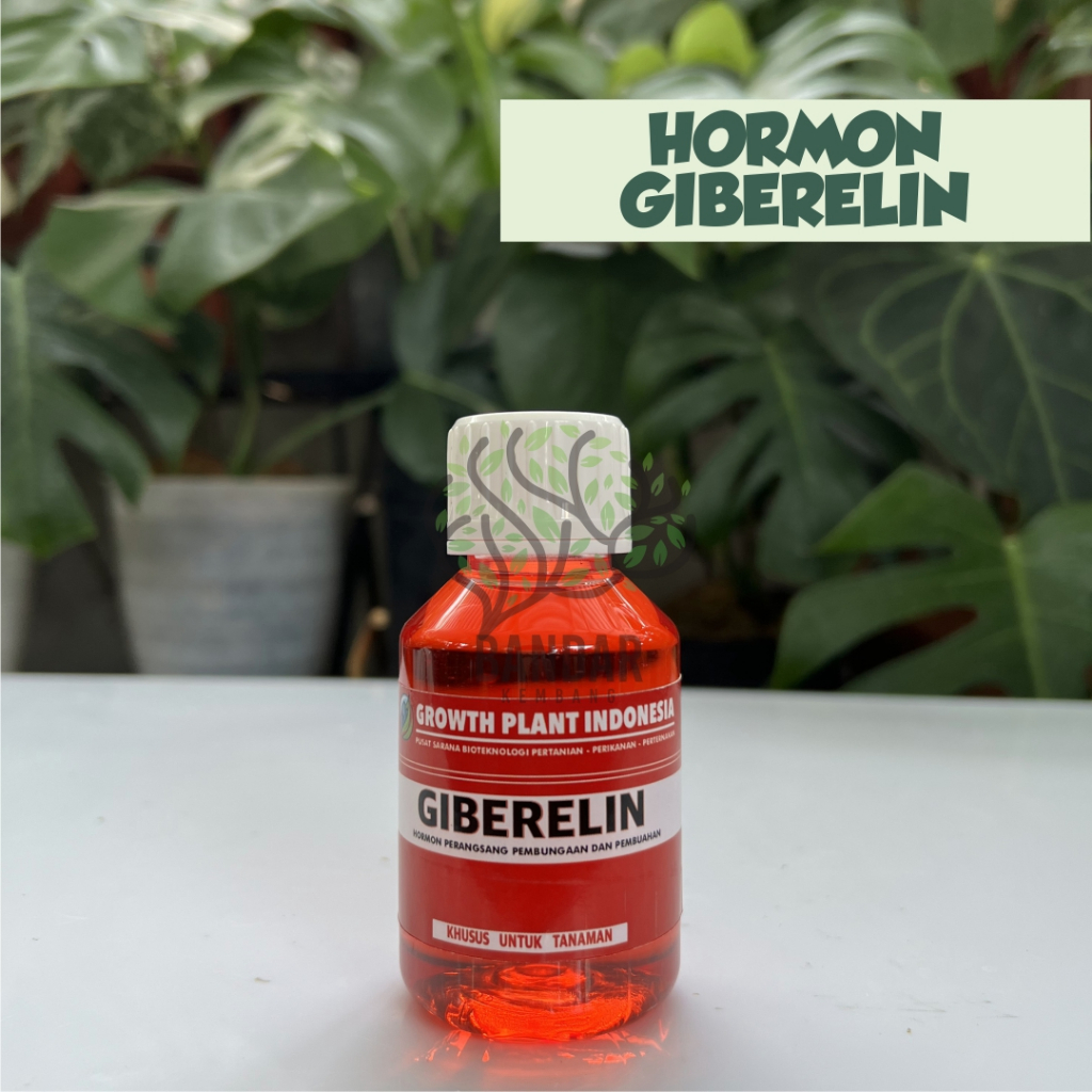 Jual Hormon Giberelin Hormon Perangsang Perpanjangan Sel Tumbuhan ...