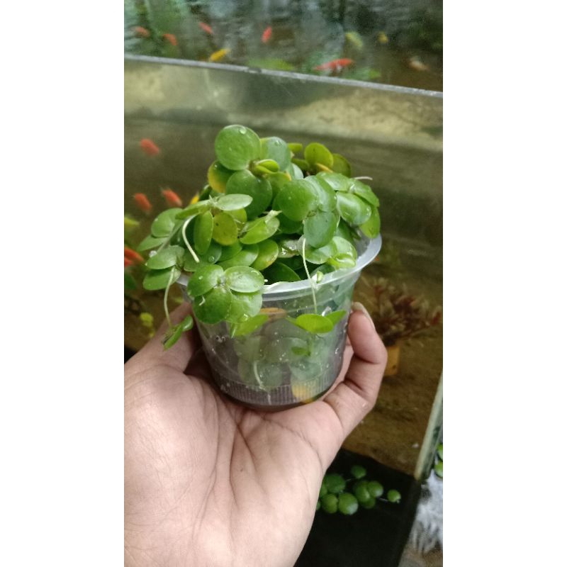 Jual Amazon frogbit porsi cup luber (tanaman air apung) | Shopee Indonesia