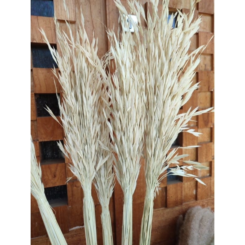 Jual 1 ikat Bunga rustic aesthetic Cantel/caspea/jagung/avena,panjang ...