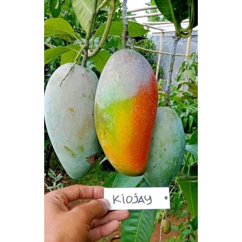 Jual Bibit Buah mangga KIOJAY Thailand// Bibit Mangga SINANGWANG Asli ...
