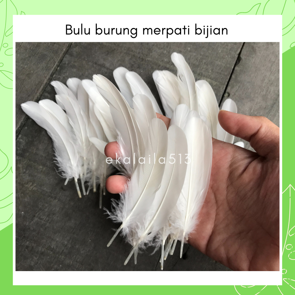 Jual BULU BURUNG MERPATI DARA BIJIAN WARNA PUTIH PANJANG 8-10 CM ...