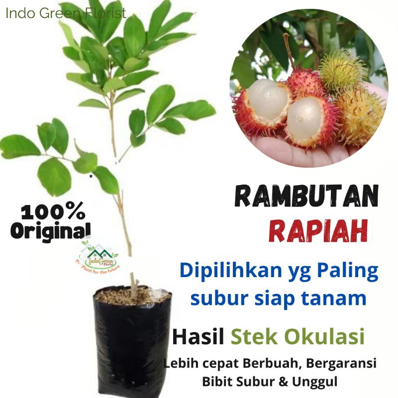 Jual Bibit Rambutan Rapiah Okulasi Cepat Berbuah/Rambutan Oc/Rambutan ...
