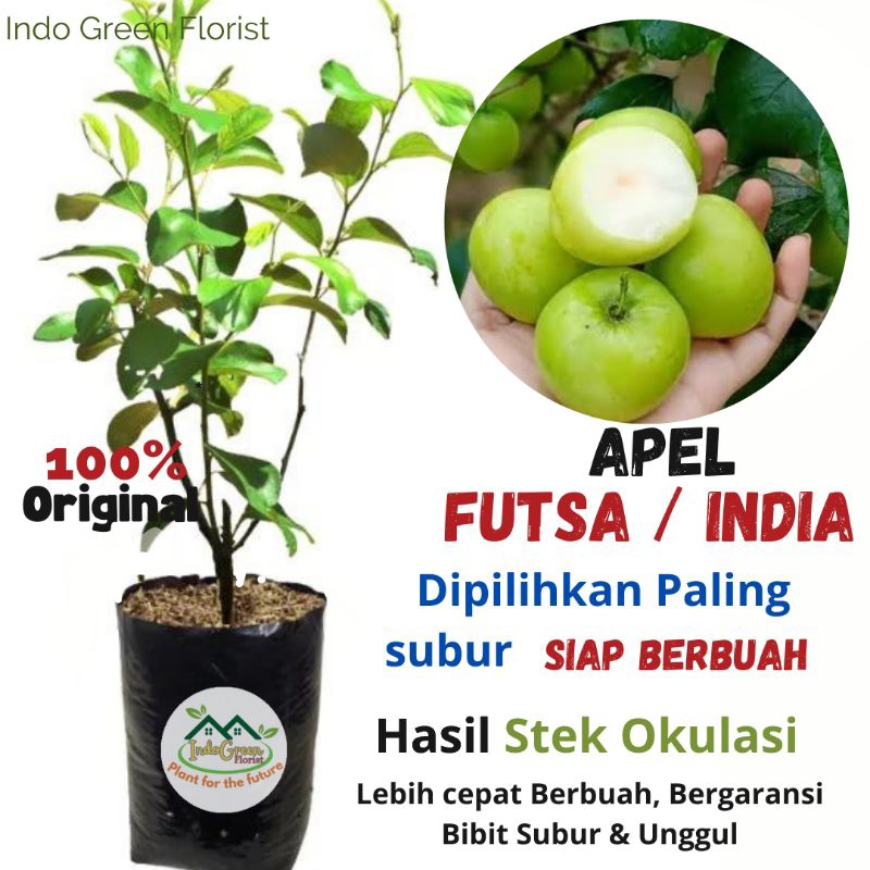 Jual Bibit Apel Futsa Sudah Siap Berbuah Batang Besar dan Rimbun ...