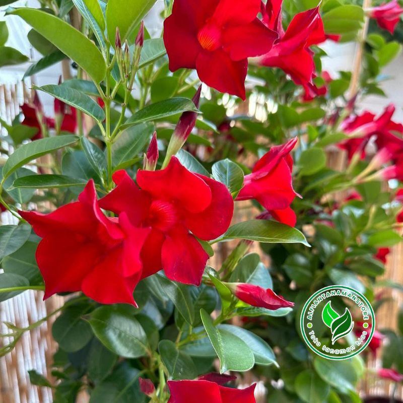 Jual [BISA COD] Tanaman Hias Mandevilla Bunga Merah - Pohon Bunga ...