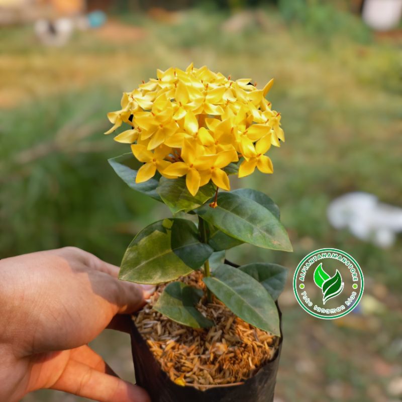 Jual [BISA COD] Tanaman Hias Asoka Hawai Bunga Kuning - Pohon Bunga ...