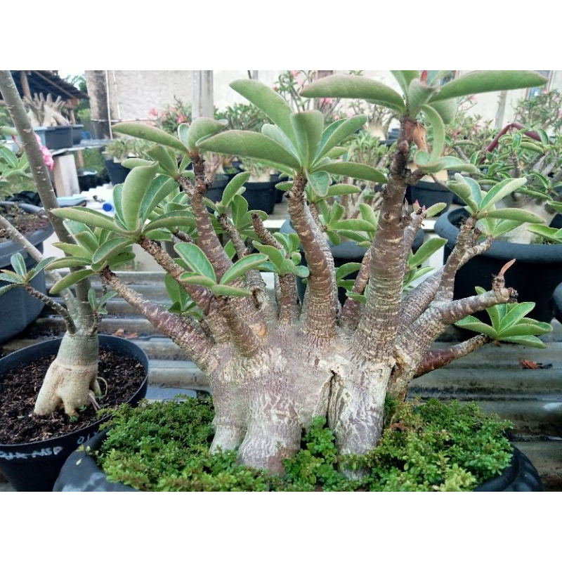 Jual BIG FAT(Adenium Arabicum/Karakter | Shopee Indonesia