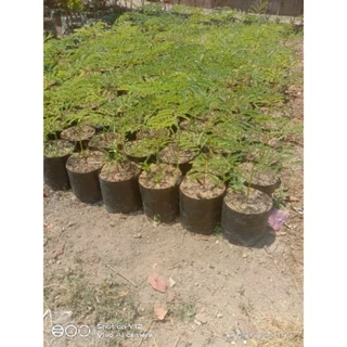 Jual Pakis Brazil Terlengkap & Harga Terbaru Juni 2024 | Shopee Indonesia