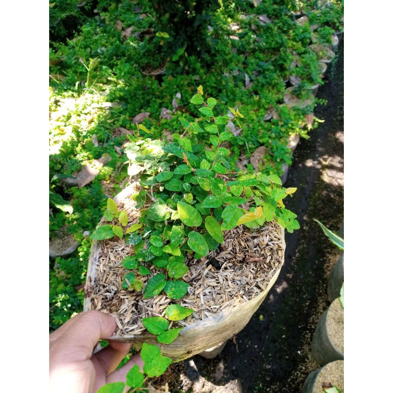 Jual tanaman dolar rambat/ficus pumila (daun kecil) | Shopee Indonesia