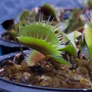 Jual Venus flytrap FINE TOOTH X RED | Shopee Indonesia