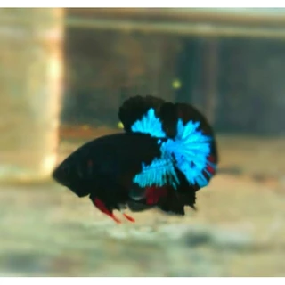 Jual Bahan Avatar Gordon Terlengkap & Harga Terbaru April 2024 | Shopee ...