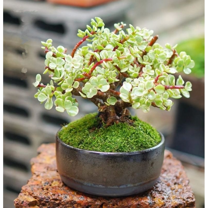 Jual Bonsai Mini Little Jade Portulaca Afra Variegata | Shopee Indonesia