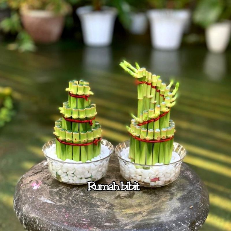 Jual BAMBU HOKI TANAMAN HIAS - BAMBU REJEKI - SRI REJEKI - BAMBU AIR ...