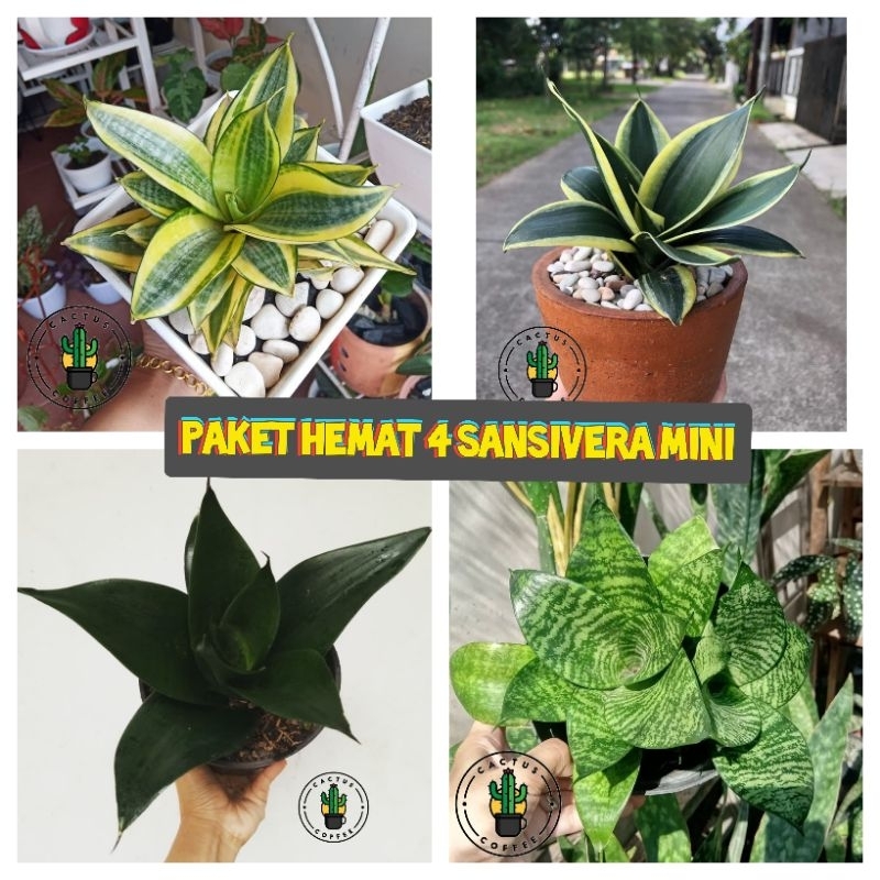 Jual PAKET HEMAT 4 Sansivera Mini / Tanaman Hias Sansivera Mini ...