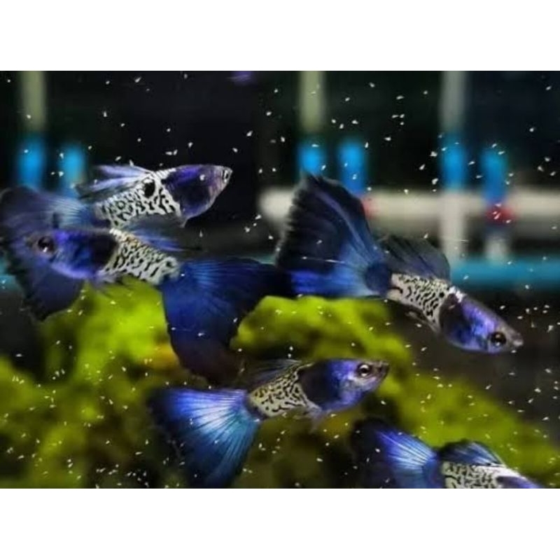 Jual ikan Guppy snake skin blue sepasang | Shopee Indonesia