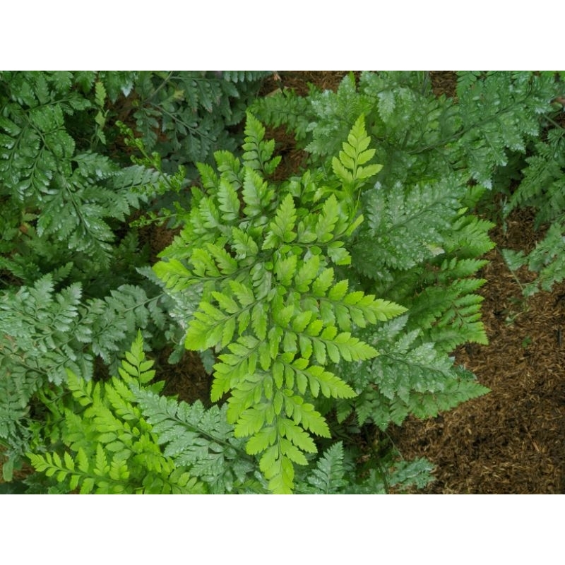 Jual Bunga Potong Segar Daun LL/ Leather Leaf/ Daun Pakis~ | Shopee ...