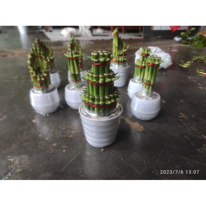 Jual tanaman hias bambu hoki/pohon souvenir bambu hoki | Shopee Indonesia