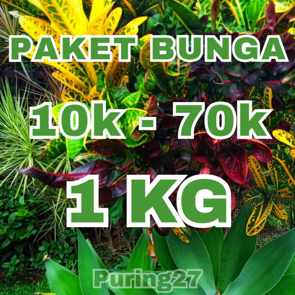 Jual Paket Bunga Puring Berat 1 Kg | Shopee Indonesia