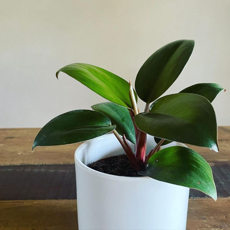 Jual Philodendron Red Congo Philo Anakan Tanaman Pilodendron Tanaman ...