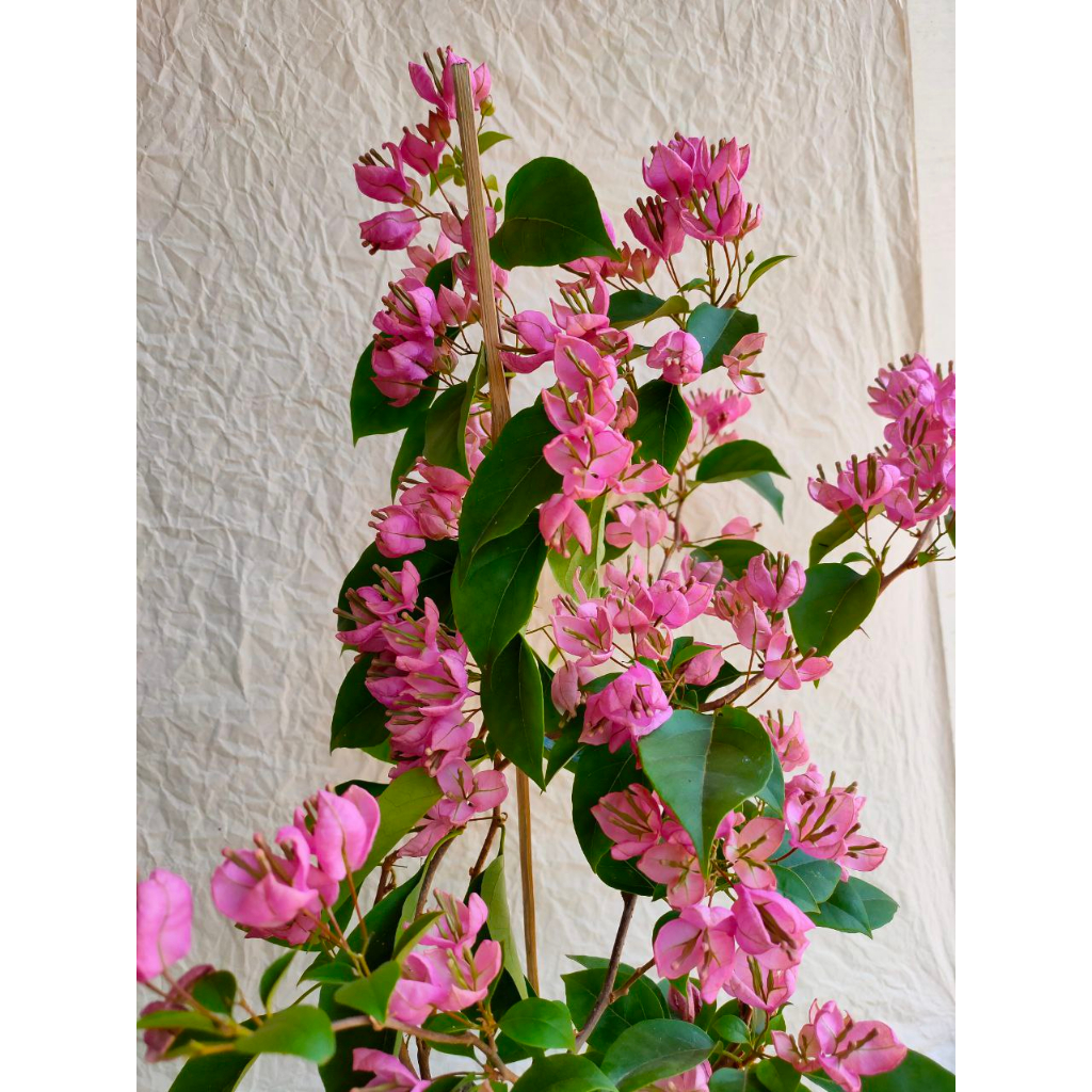 Jual Bougenville Anggur Pink Shopee Indonesia