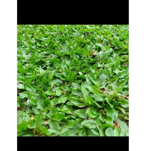 Jual Tanaman Rumput Gajah Mini 1x1 Meter Shopee Indonesia