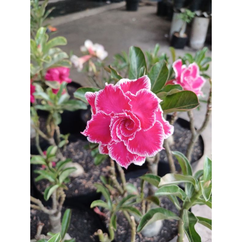 Jual adenium | Shopee Indonesia