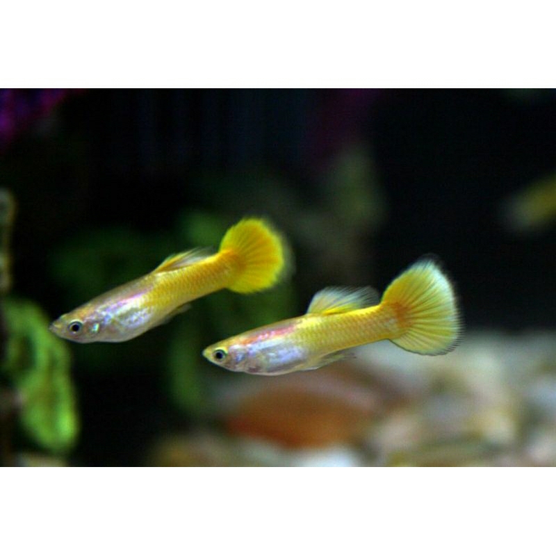 Jual Guppy Yellow Micarif ~ Hiasan Akuarium | Shopee Indonesia