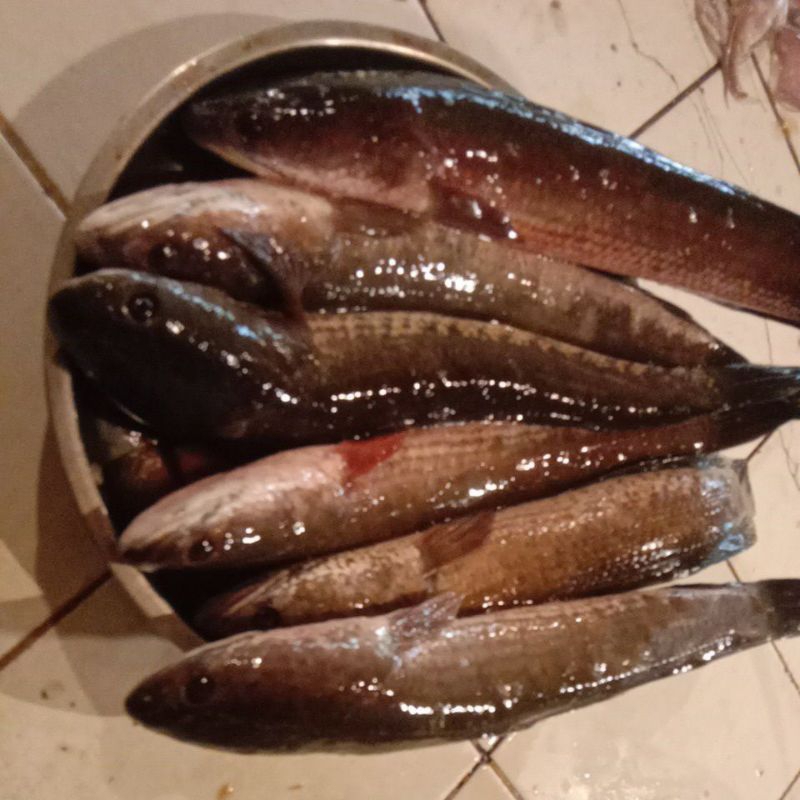 Jual ikan gabus fresh segar | Shopee Indonesia