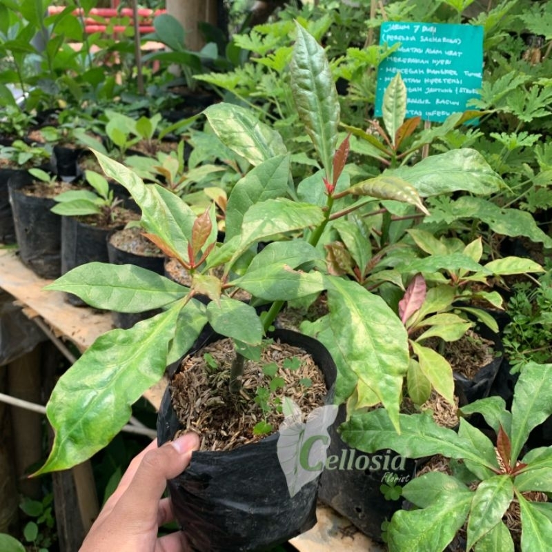 Jual Bibit Tanaman Herbal Toga Daun Tujuh Jarum / Tujuh Bintang ...