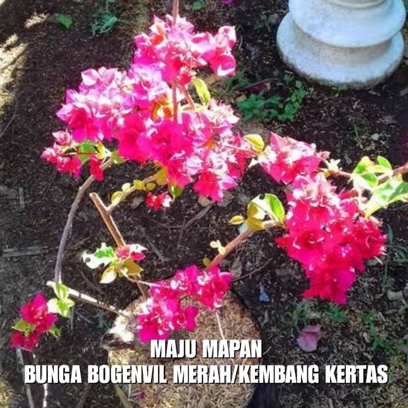 Jual BUNGA BOGENVIL MERAH/KEMBANG KERTAS | Shopee Indonesia