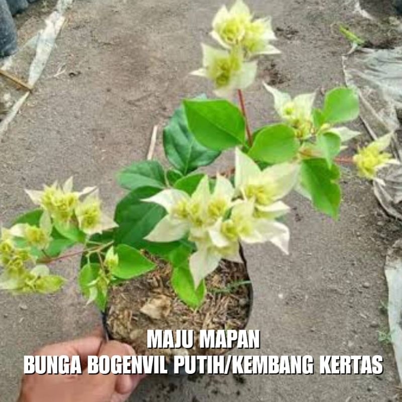Jual BUNGA BOGENVIL PUTIH/KEMBANG KERTAS | Shopee Indonesia