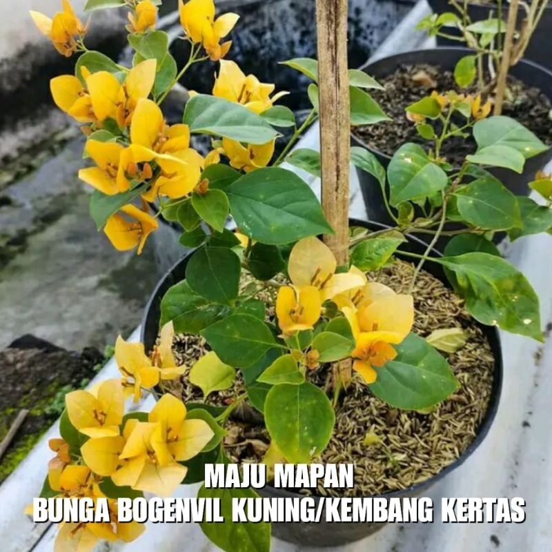 Jual BUNGA BOGENVIL KUNING/KEMBANG KERTAS | Shopee Indonesia
