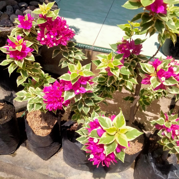 Jual Kemeriahan Berwarna: Tanaman Hias Bougenville Merah Variegata ...