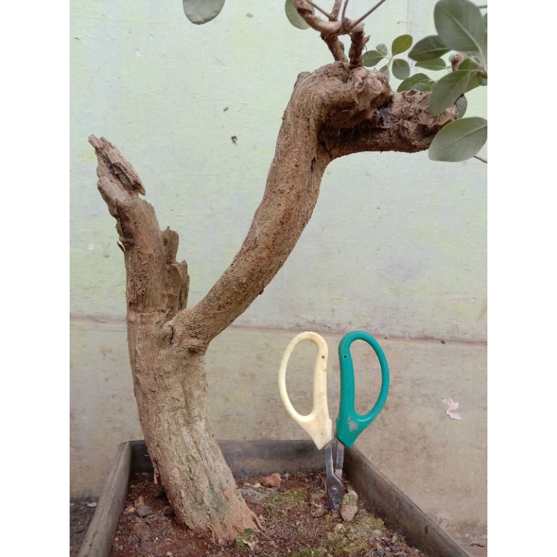 Jual bonsai legundi prospek | Shopee Indonesia