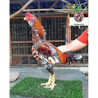 Jual Ayam Pakhoy Terlengkap & Harga Terbaru Juli 2024 | Shopee Indonesia