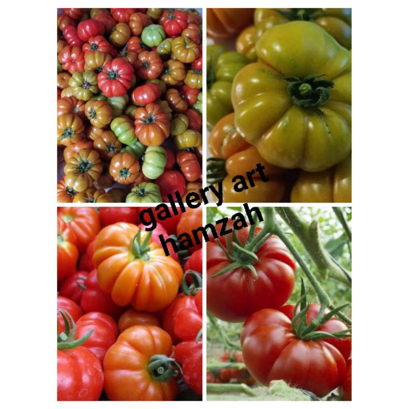 Jual tomat Ranti organik khas Banyuwangi 1kg | Shopee Indonesia