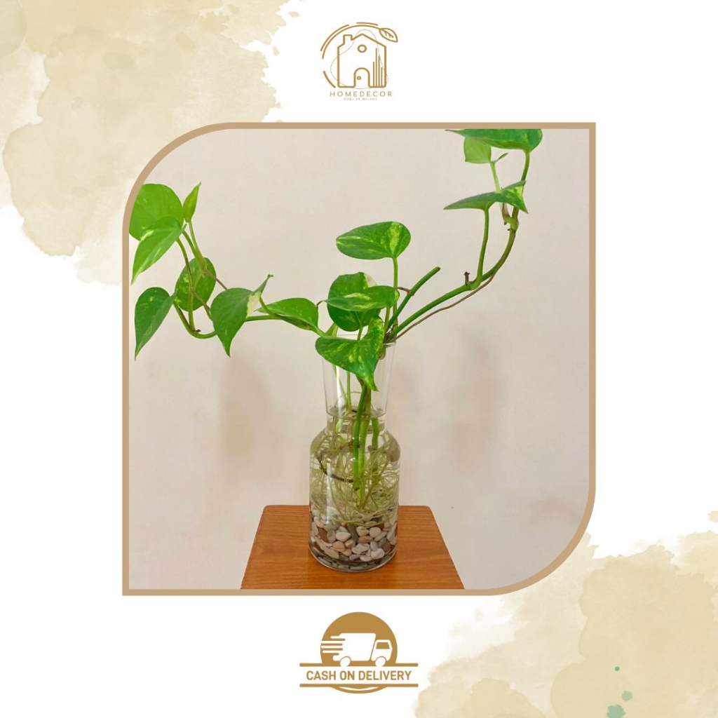 Jual VAS BUNGA KACA POLOS| GELAS KACA| GELAS UNIK| POT KACA| VAS BULAT ...