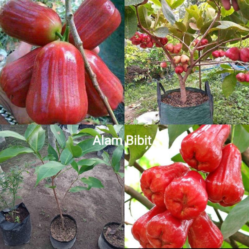 Jual BIBIT JAMBU AIR MADU DELI MERAH OKULASI INDUKAN BERBUAH | Shopee ...