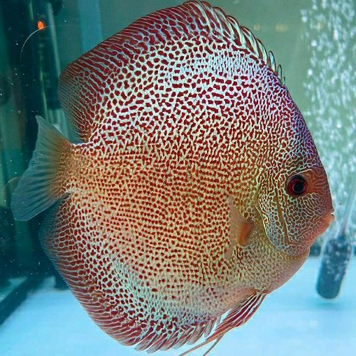 Jual Ikan Discus Panthera Eruption 2.0 Size 5" Import from YCID ...