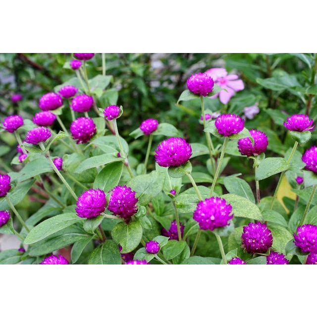 Jual tanaman hias bunga kenop kancing ungu Gomphrena globosa | Shopee ...