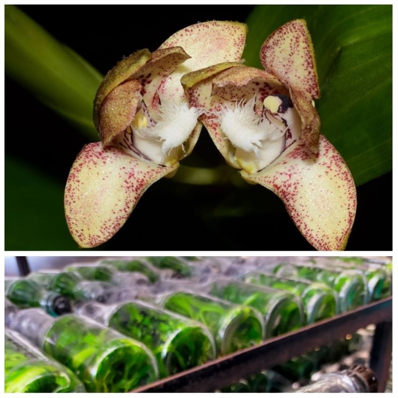 Jual Botolan Anggrek Dendrobium Vandoides Premium | Shopee Indonesia