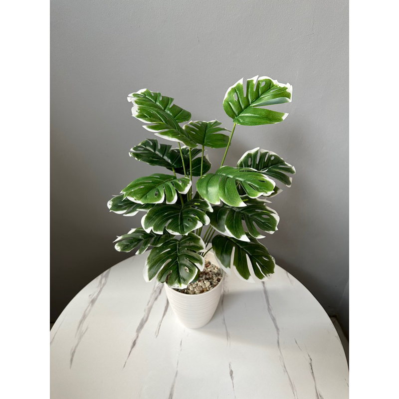 Jual TANAMAN ARTIFICIAL MONSTERA LIST PUTIH KECIL(sudah+pot) | Shopee ...