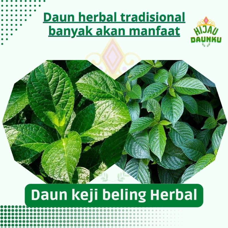 Jual 100 Lembar Daun Keji Beling segar Kejibeling Keci beling ...