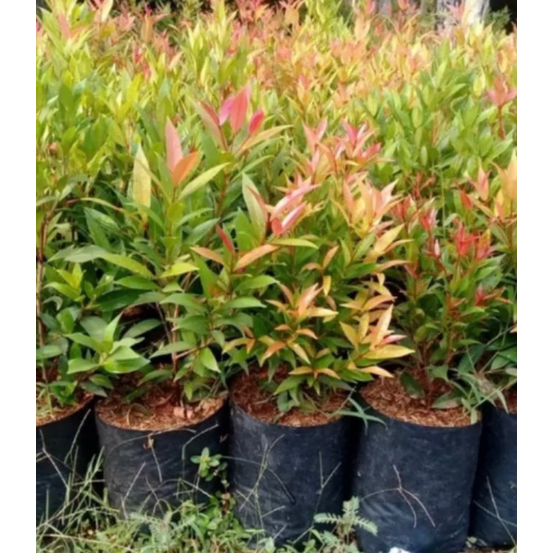 Jual tanaman pucuk merah rimbun segar tinggi -+ 35 cm stok super ...